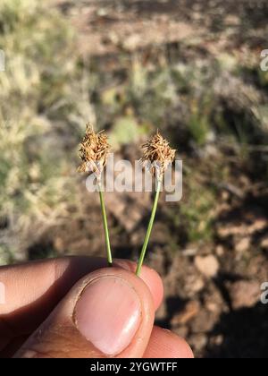 Needleleaf sedge (Carex duriuscula Stock Photo - Alamy