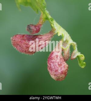 Rice Root Aphid (Tetraneura akinire Stock Photo - Alamy