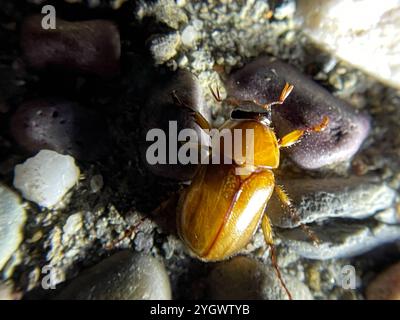 Southern Masked Chafer (Cyclocephala lurida Stock Photo - Alamy