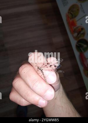Eastern Spotted-winged Antlion (Dendroleon obsoletus Stock Photo - Alamy