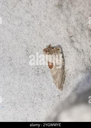 Bramble Shoot Moth (Notocelia uddmanniana Stock Photo - Alamy