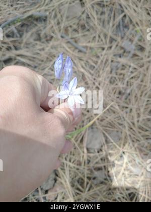 large-flowered triteleia (Triteleia grandiflora Stock Photo - Alamy