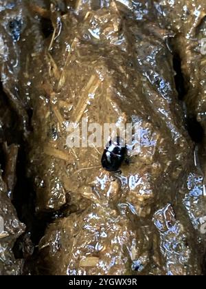 Water Scavenger Beetles (Hydrophilidae Stock Photo - Alamy