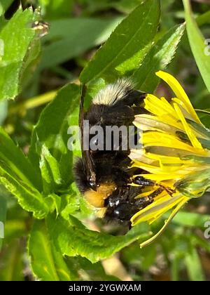 Bohemian Cuckoo Bumble bee (Bombus bohemicus Stock Photo - Alamy