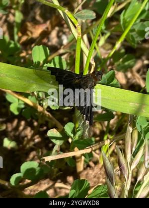 Black Banded Bee Fly (Hemipenthes morio Stock Photo - Alamy
