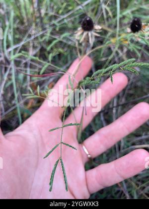 Catclaw Briar (Mimosa nuttallii Stock Photo - Alamy