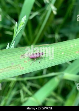 plain reed beetle (Donacia simplex Stock Photo - Alamy