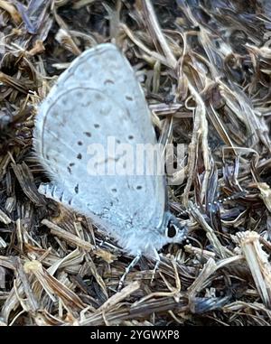 Echo Azure (Celastrina echo Stock Photo - Alamy