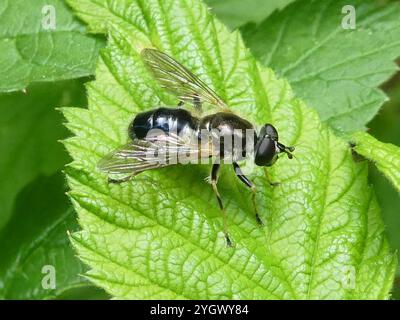 Common Wood Fly (Blera badia), Insecta, Windsor, VT, US Stock Photo - Alamy