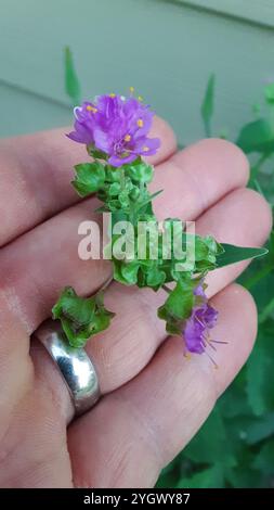 Wild Four o'Clock (Mirabilis nyctaginea Stock Photo - Alamy