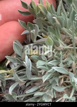 Threeleaf Milkvetch (Astragalus gilviflorus Stock Photo - Alamy