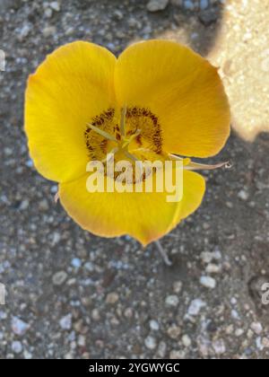 goldenbowl mariposa lily (Calochortus concolor Stock Photo - Alamy