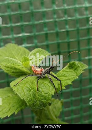 North American Wheel Bug (Arilus cristatus Stock Photo - Alamy