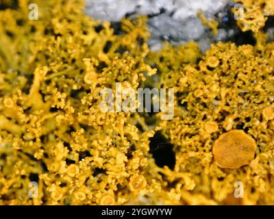 Shrubby Sunburst Lichen (Polycauliona candelaria) Fungi Stock Photo - Alamy