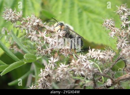 Black-and-gray Leafcutter Bee (Megachile melanophaea Stock Photo - Alamy