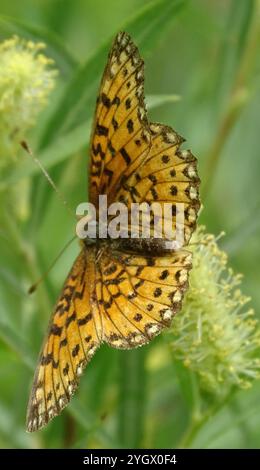 American Silver-bordered Fritillary (Boloria myrina Stock Photo - Alamy