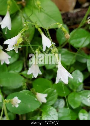 Longtube Twinflower (Linnaea borealis longiflora Stock Photo - Alamy