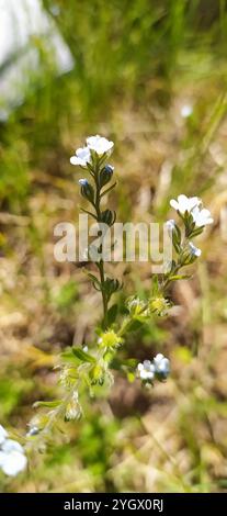 two-rowed stickseed (Lappula squarrosa Stock Photo - Alamy