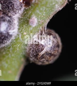 post oak scale (Nanokermes pubescens Stock Photo - Alamy