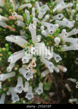 Erica Perspicua Prince Of Wales Heath Mountain Fynbos Ericaceae South ...