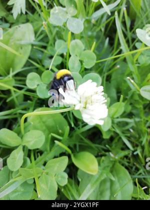 Lucorum-group Bumble Bees (Bombus lucorum Stock Photo - Alamy