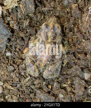 Boettger's dainty frog (Cacosternum boettgeri) Amphibia Stock Photo - Alamy