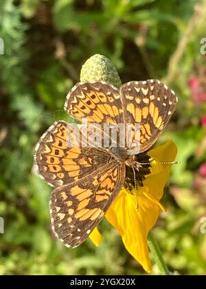 Gorgone Checkerspot, Chlosyne gorgone Stock Photo - Alamy