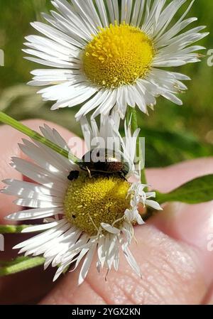 Saint John's Wort Beetle (Chrysolina hyperici) Insecta Stock Photo - Alamy