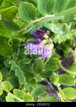 Beach pea (Lathyrus japonicus maritimus) is a perennial herb native to ...