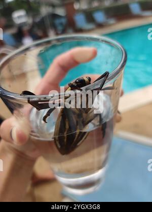 Eastern Toe-biter (Benacus griseus Stock Photo - Alamy