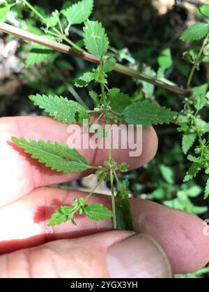 heartleaf nettle (Urtica chamaedryoides Stock Photo - Alamy