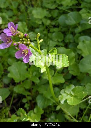 Greater Cuckooflower (Cardamine raphanifolia Stock Photo - Alamy
