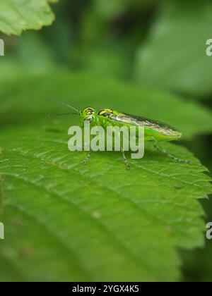 Narrow-striped Rhogogaster (Rhogogaster chlorosoma Stock Photo - Alamy