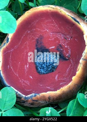 Red-mouth Bolete (Neoboletus subvelutipes Stock Photo - Alamy