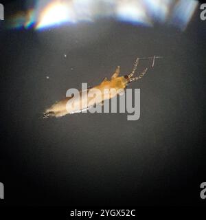 Common Thrips (Thripidae Stock Photo - Alamy