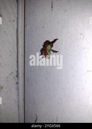 Spiny Oak-slug Moth (Euclea delphinii Stock Photo - Alamy