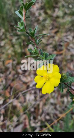 Showy Guinea Flower (Hibbertia linearis Stock Photo - Alamy