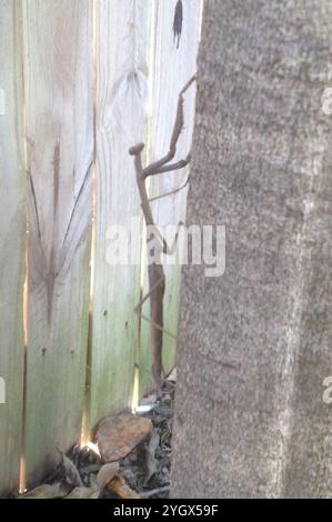 Australian Stick Mantis (Archimantis latistyla), Insecta, Cooktown QLD ...