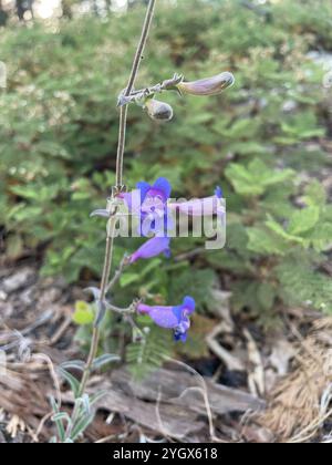 Mountain Blue Penstemon (Penstemon laetus Stock Photo - Alamy