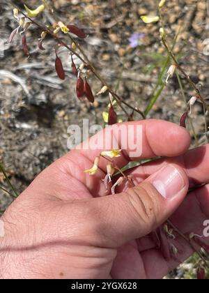 basalt milkvetch (Astragalus filipes Stock Photo - Alamy