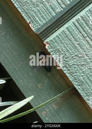 Sculptured Resin Bee (Megachile sculpturalis Stock Photo - Alamy
