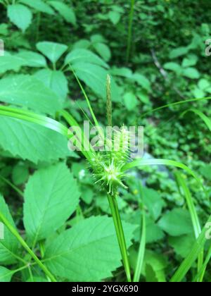 retrorse sedge (Carex retrorsa Stock Photo - Alamy