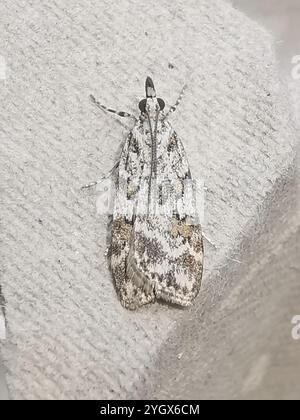 Meadow Grey (Scoparia pyralella Stock Photo - Alamy