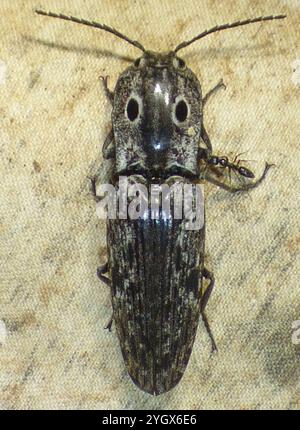 Small-eyed Click Beetle (Alaus myops Stock Photo - Alamy