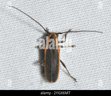 Red-edged Saperda (Saperda lateralis Stock Photo - Alamy