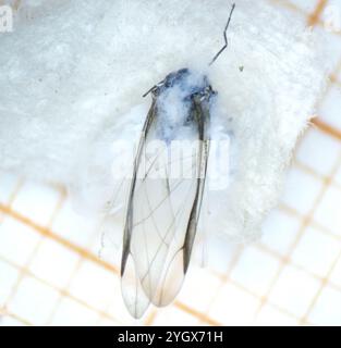 Woolly Aphids (Prociphilus Stock Photo - Alamy