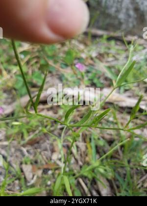 marsh pink (Sabatia stellaris Stock Photo - Alamy