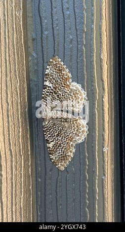 Scallop Shell Moths (Hydria undulata Stock Photo - Alamy