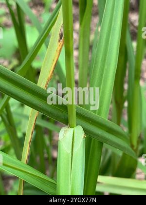 Dark Green Bulrush Complex (Scirpus atrovirens Stock Photo - Alamy