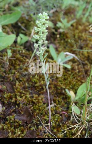 Small Alison (Alyssum alyssoides Stock Photo - Alamy